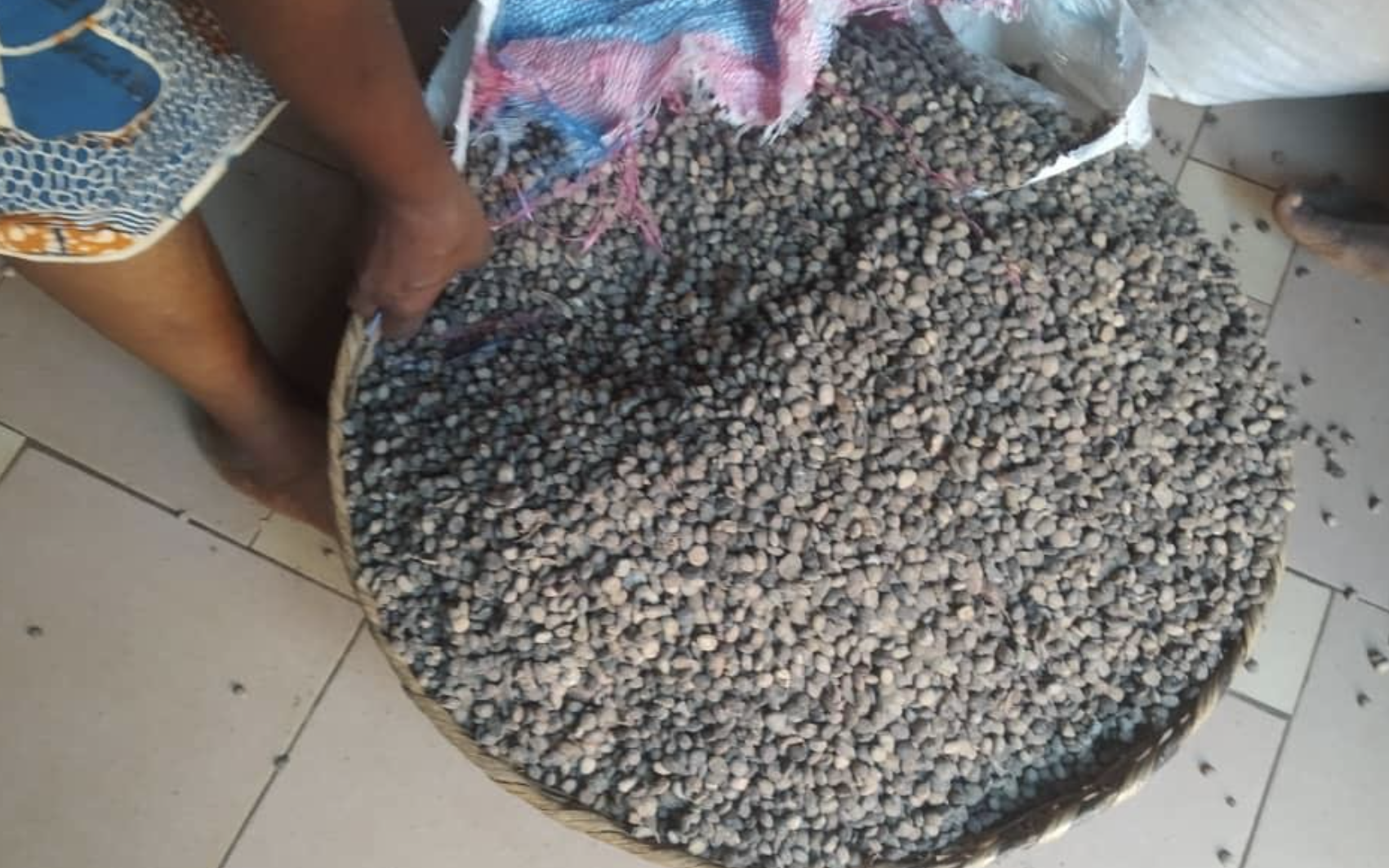 Le néré, une espèce «décapitée» sur le plateau d’Abomey au Bénin - All ...