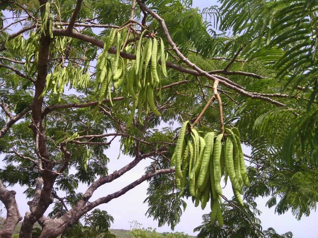Le néré, une espèce «décapitée» sur le plateau d’Abomey au Bénin - All ...